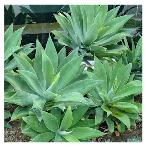 Agave atenuado/Agave del dragón (Agave attenuata) – Plantas Mallorca