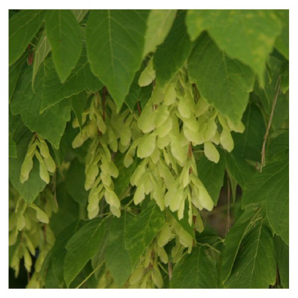 Arce americano(Acer negundo) – Plantas Mallorca