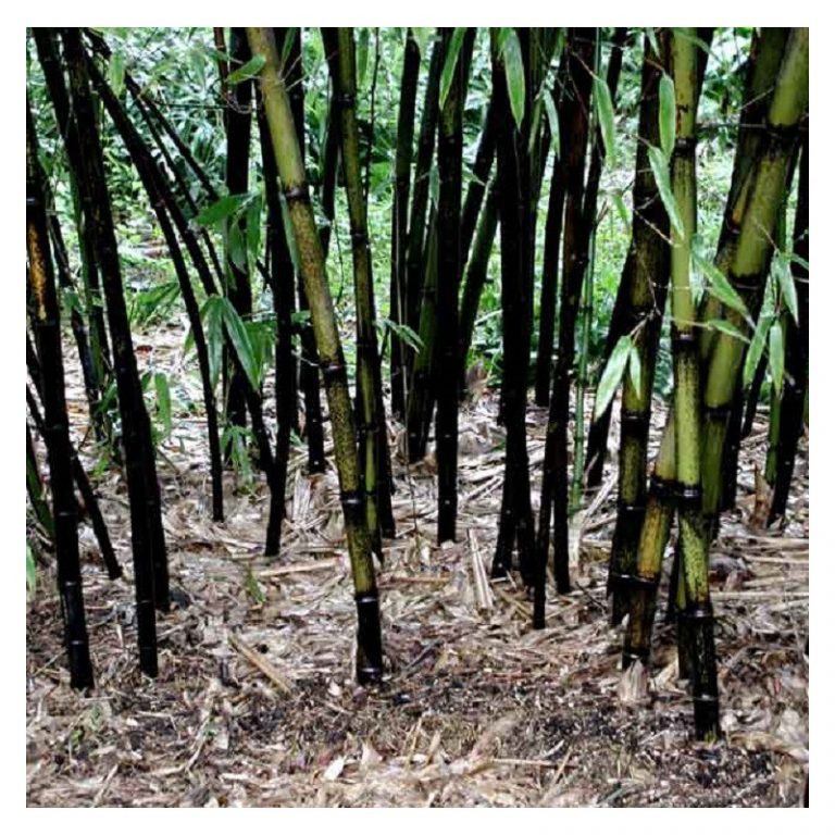Bambú negro(Phyllostachys nigra) – Plantas Mallorca
