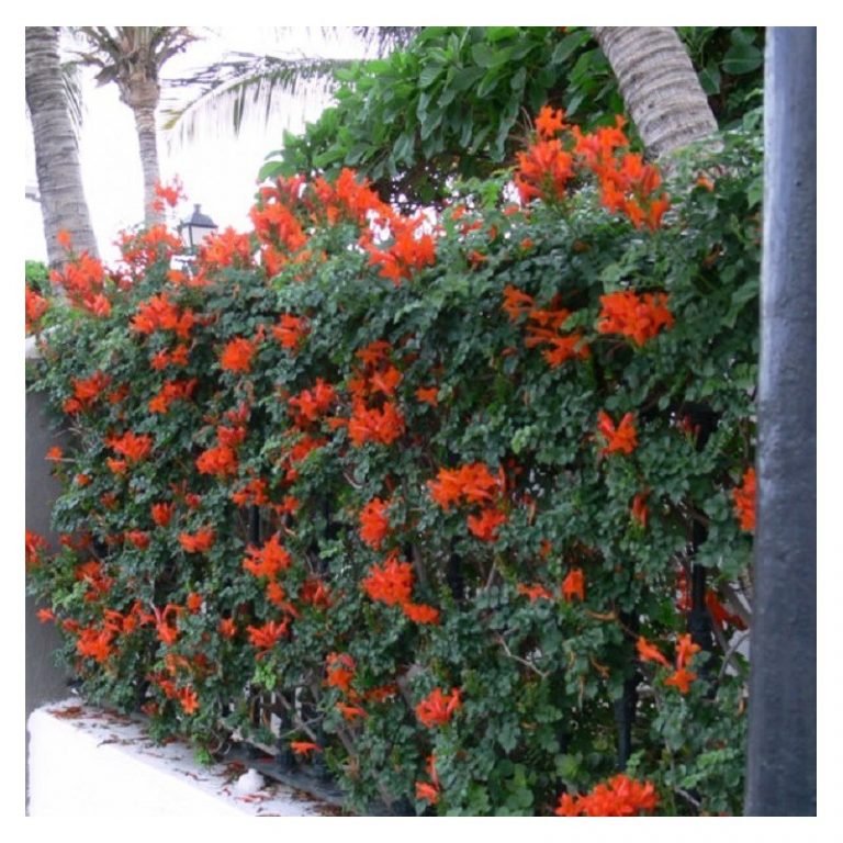 Bignonia roja (Bignonia capensis/Tecomaria capensis) – Plantas Mallorca