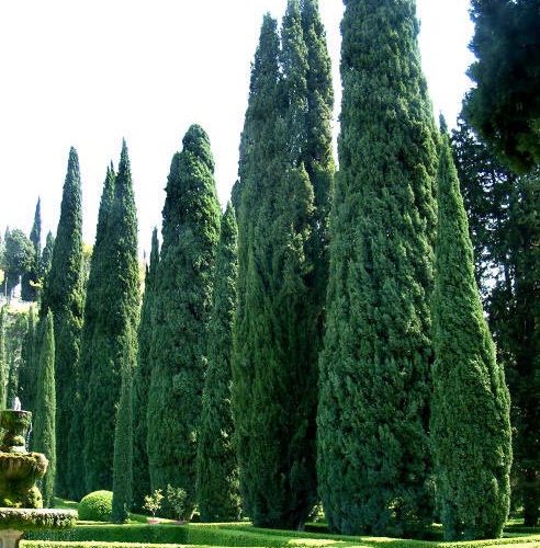 Ciprés común, Ciprés mediterráneo(Cupressus sempervirens) – Plantas ...
