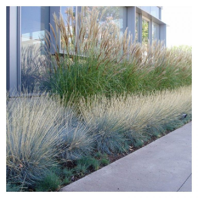 Festuca azul / Catañuela (Festuca glauca) – Plantas Mallorca