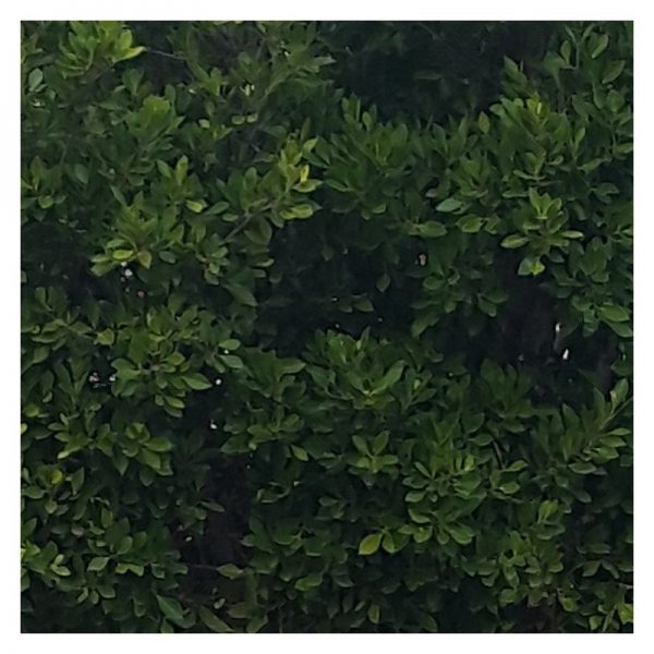 Ficus nítida (Ficus nitida/retusa/microcarpa) – Plantas Mallorca