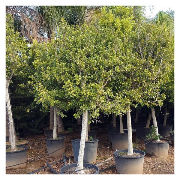 Ficus nítida (Ficus nitida/retusa/microcarpa) – Plantas Mallorca
