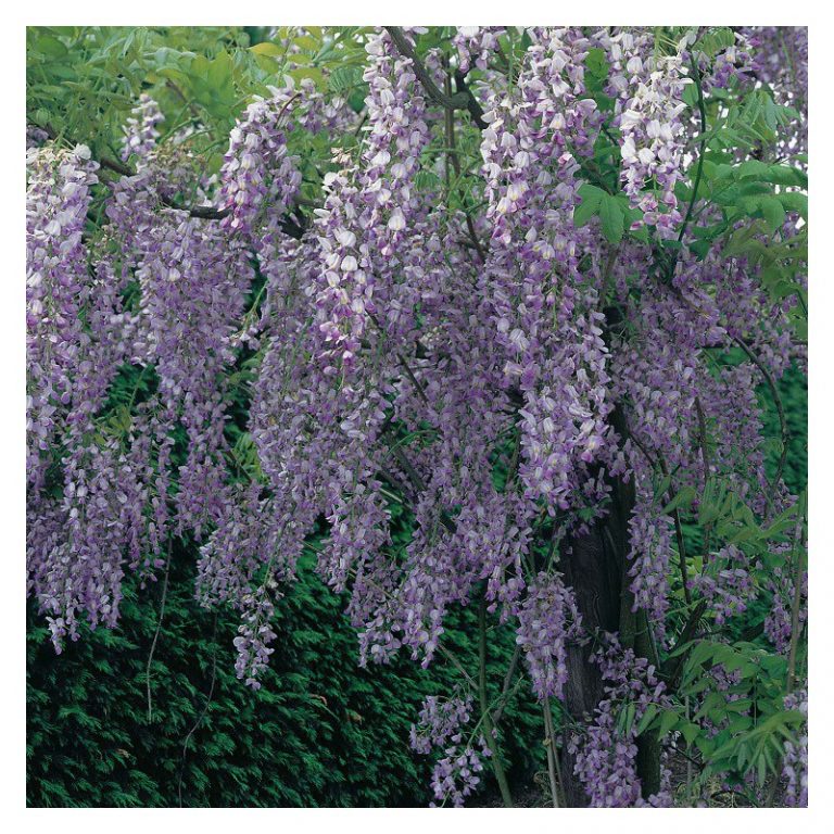 Glicinia (Wisteria sinensis) – Plantas Mallorca