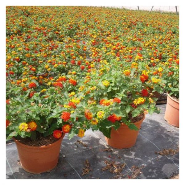 Lantana bandera española (Lantana camara) – Plantas Mallorca