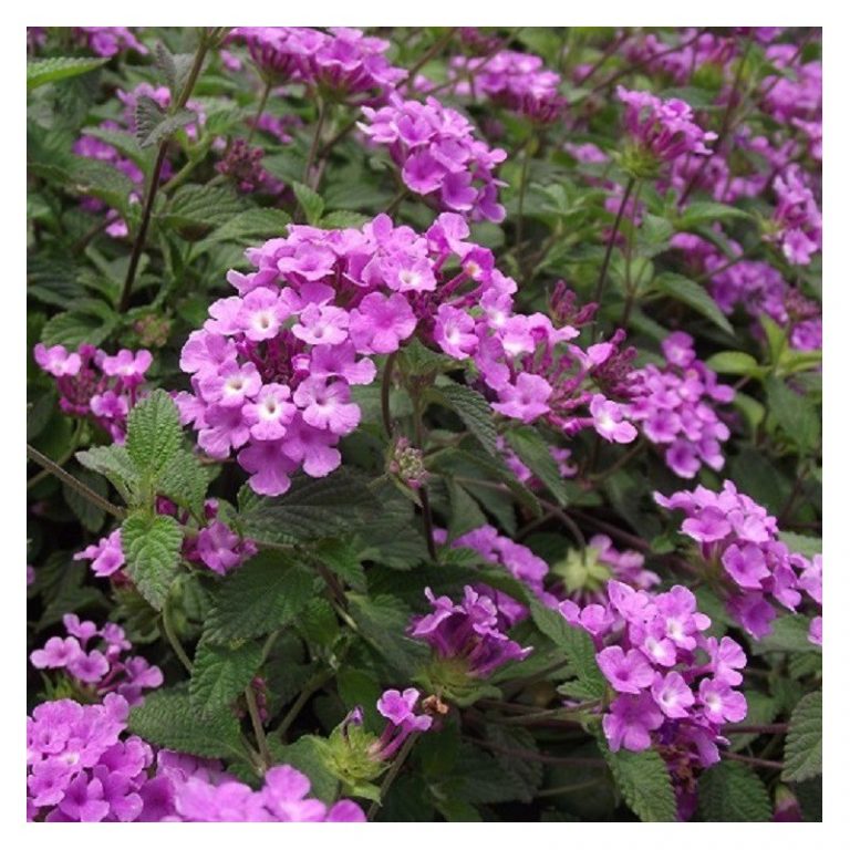 Lantana Montevidensis/Rastrera (Lantana delicatissima) – Plantas Mallorca