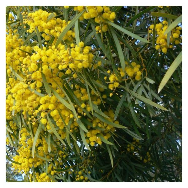 Mimosa(Acacia dealbata) – Plantas Mallorca