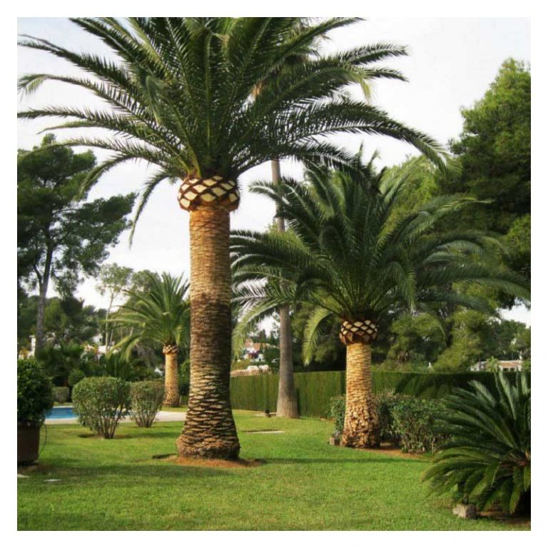 Palmera canaria (Phoenix canariensis) – Plantas Mallorca