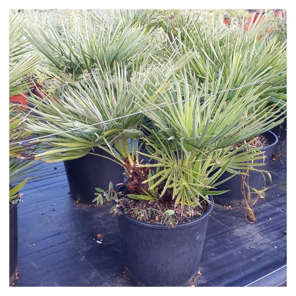 Palmito (Chamaerops humilis) – Plantas Mallorca