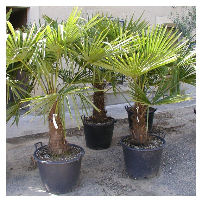 Palmito elevado/Chamaerops excelsa (Trachycarpus fortunei) – Plantas ...