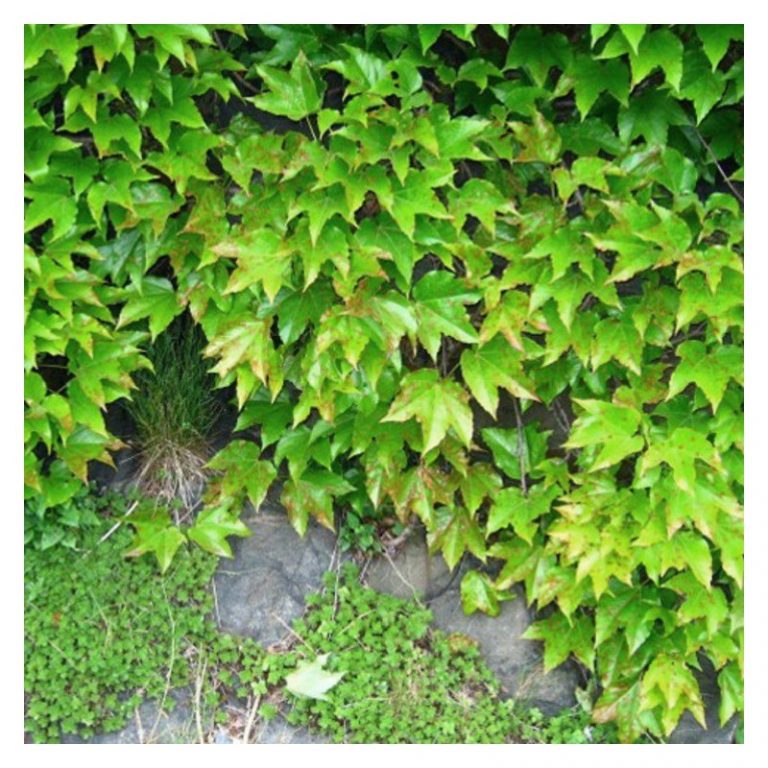 Parra virgen (Parthenocissus quinquefolia/tricuspidata) – Plantas Mallorca