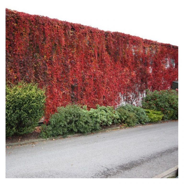 Parra virgen (Parthenocissus quinquefolia/tricuspidata) – Plantas Mallorca