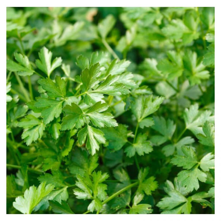 Perejil (Petroselinum crispum) – Plantas Mallorca