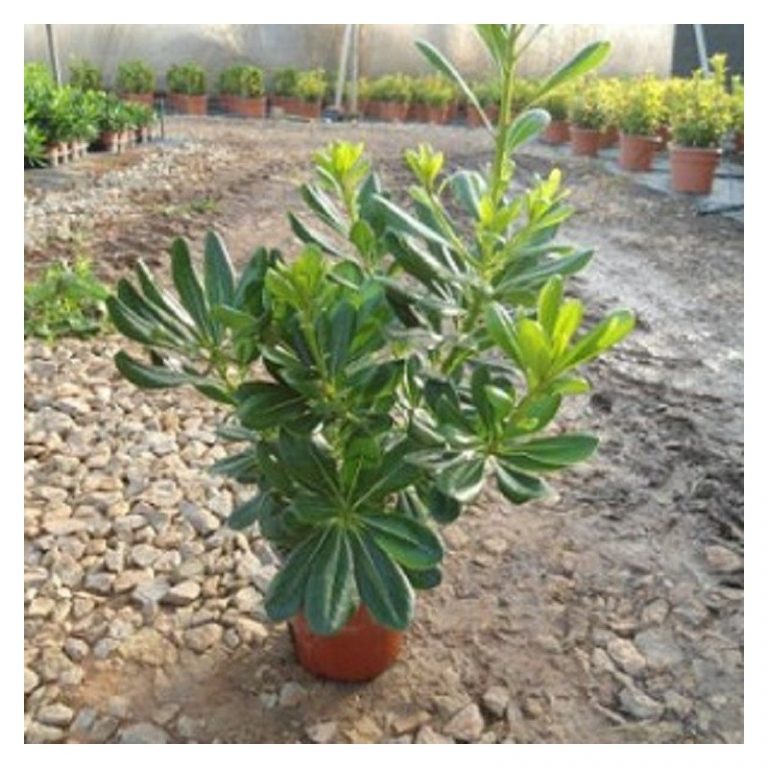 Pitosporo (Pittosporum tobira) – Plantas Mallorca