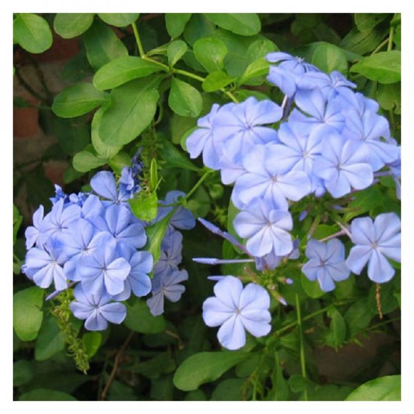 Plumbago azul (Plumbago capensis) – Plantas Mallorca