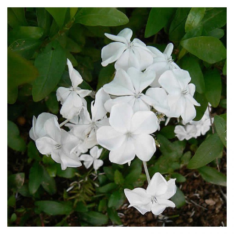 Plumbago blanco (Plumbago capensis ‘alba’) – Plantas Mallorca