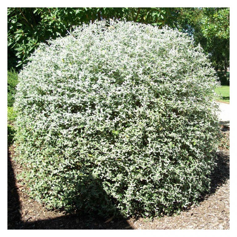 Teucrio,Olivilla (Teucrium fruticans) – Plantas Mallorca