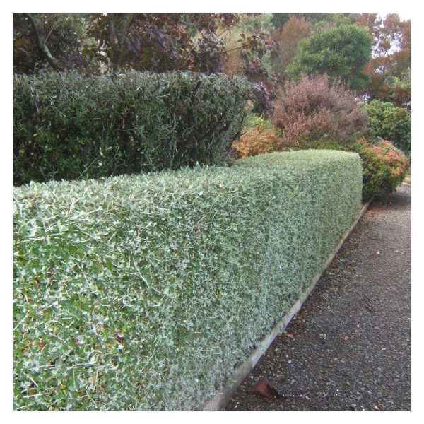 Teucrio,Olivilla (Teucrium fruticans) – Plantas Mallorca