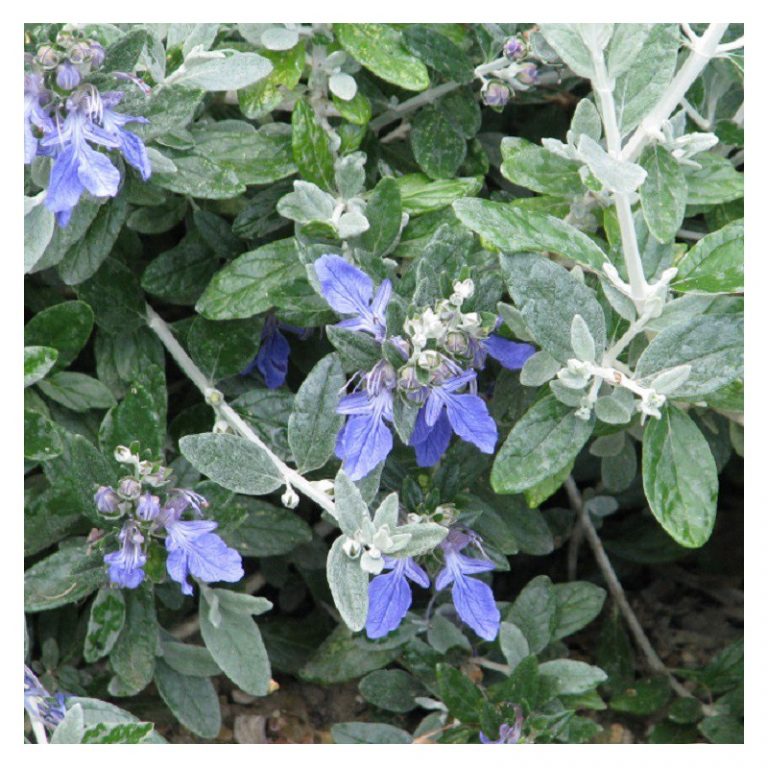 Teucrio,Olivilla (Teucrium fruticans) – Plantas Mallorca