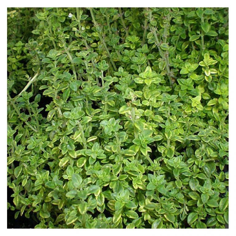 Tomillo (Thymus vulgaris) – Plantas Mallorca