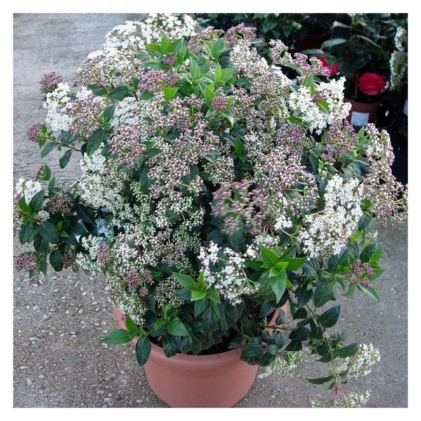 Viburnum/Durillo/Laurentina (Viburnum tinus) – Plantas Mallorca