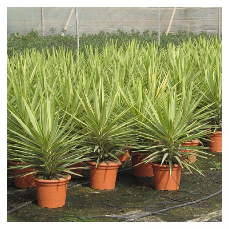 Yucca jewel(Yucca variegata) – Plantas Mallorca