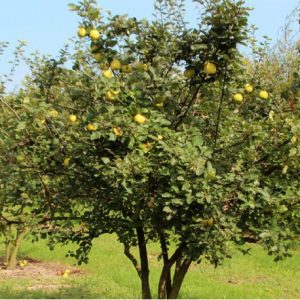 Membrillo(Cydonia oblonga) – Plantas Mallorca